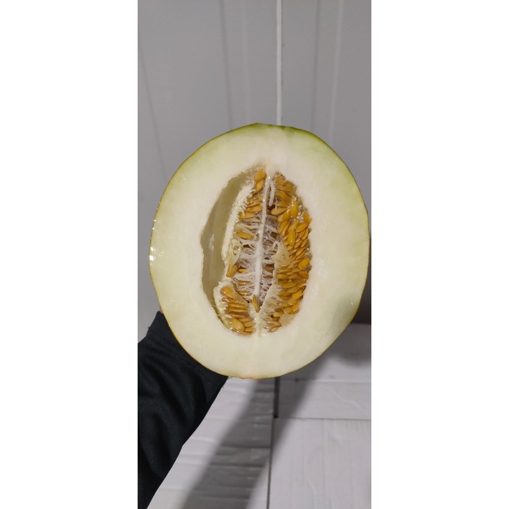 Jual Melon King Show Green House Melon | Shopee Indonesia