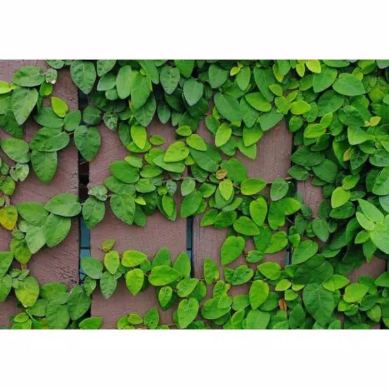 Jual Tanaman dolar daun kecil rambat | Shopee Indonesia