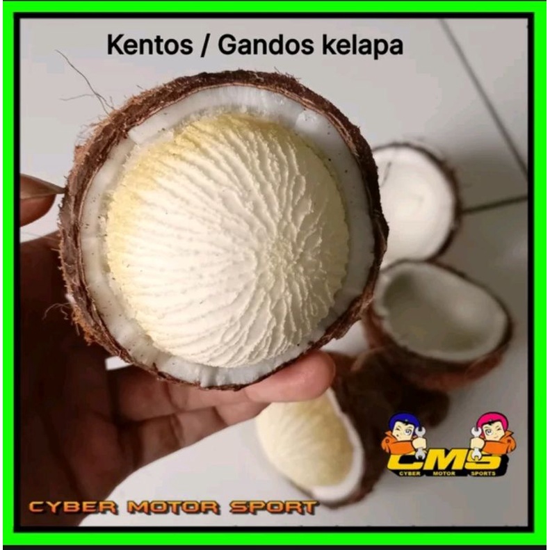 Jual Kentos Gandos kelapa . embrio kelapa gurih. isi banyak. besar ...