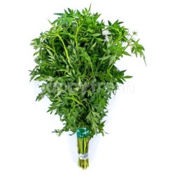 Jual Sayur Daun Suring 1 Ikat Segar | Shopee Indonesia