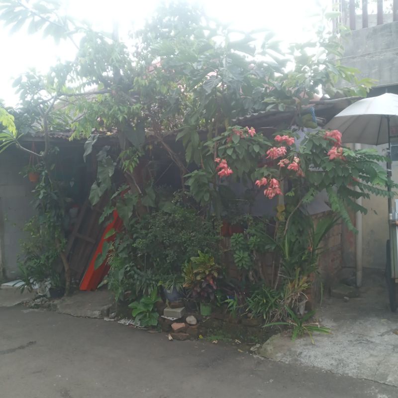 Jual pohon pacira | Shopee Indonesia