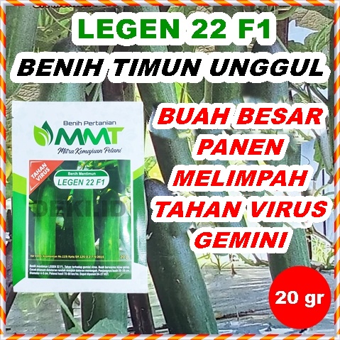 Jual Benih Timun Legen 22 F1 Lalap MMT Seed 20 Gram Ketimun Bibit ...