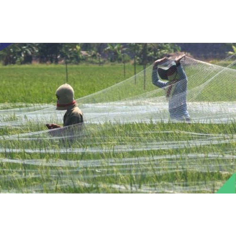 Jual jaring burung jaring perangkap burung untuk di sawah | Shopee ...