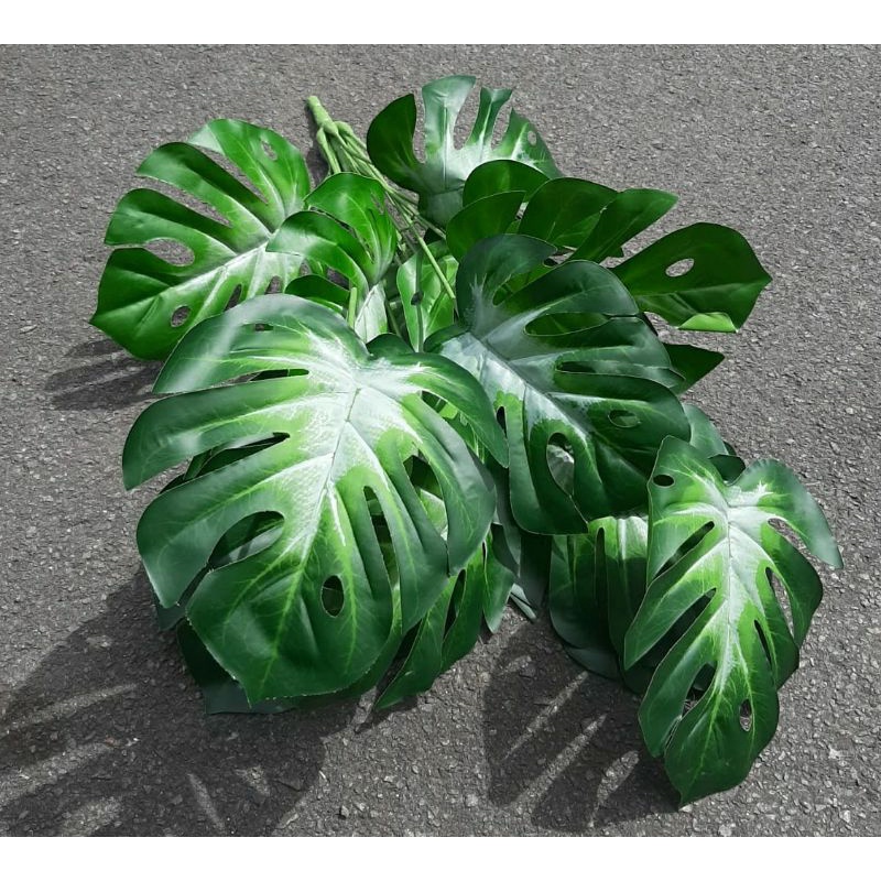 Jual MONSTERA LIST PUTIH / MONSTERA JANDA BOLONG / TANAMAN HIAS ...