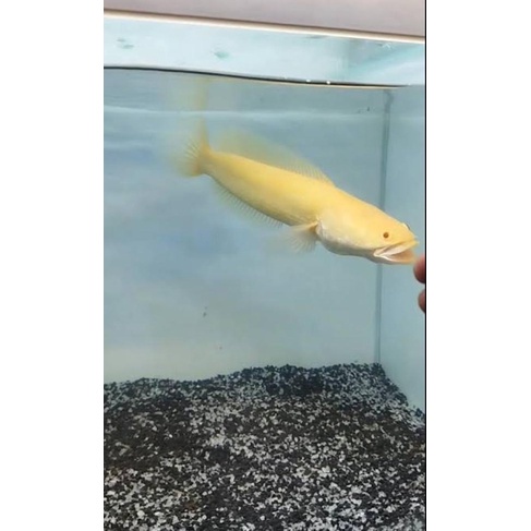 Jual baby chana striata albino 6 cm (mata merah) | Shopee Indonesia