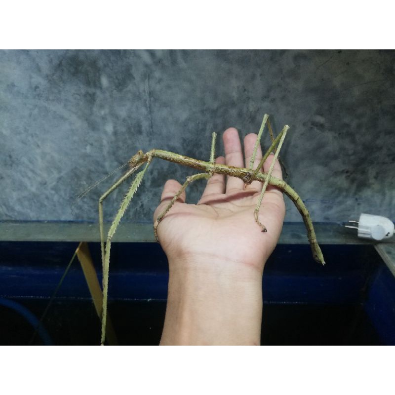 Jual giant stick insect | Shopee Indonesia