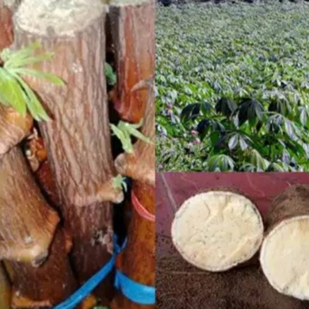 Jual [Ready Stock] bibit singkong (ketela pohon super) | Shopee Indonesia