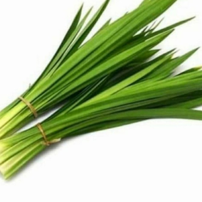 Jual daun pandan wangi 10 lembar daun organik dan dipetik dadakan ...