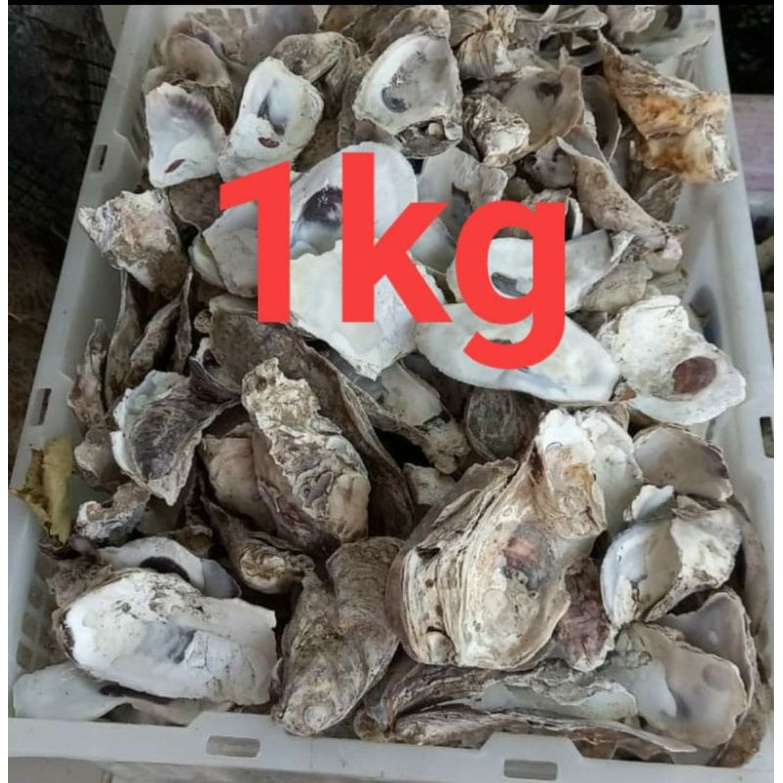 Jual Oyster shell kulit kerang 1kg/ pengganti japmat lokal / bioball ...