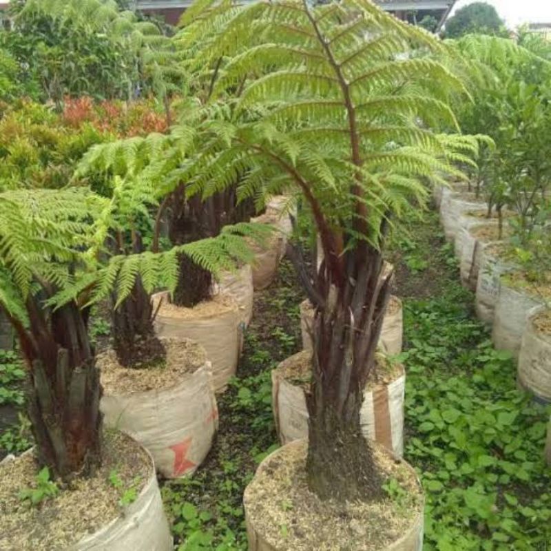 Jual -Pakis Paku Tiang Pakis Ekor(Nephrolepis cordifolia) Monyet 20 cm ...