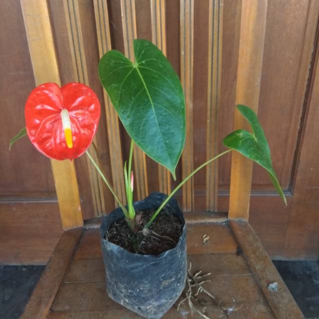 Jual ANTHURIUM BUNGA OREN [Sudah Berbunga] / Tanaman hias indoor ...
