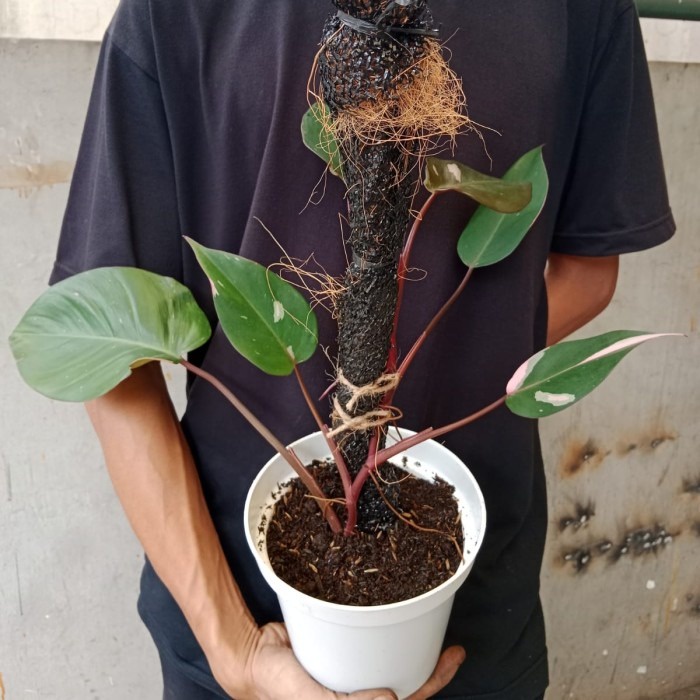 Jual Philodendron Pink Princes, philo pink princess asli sesuai foto ...