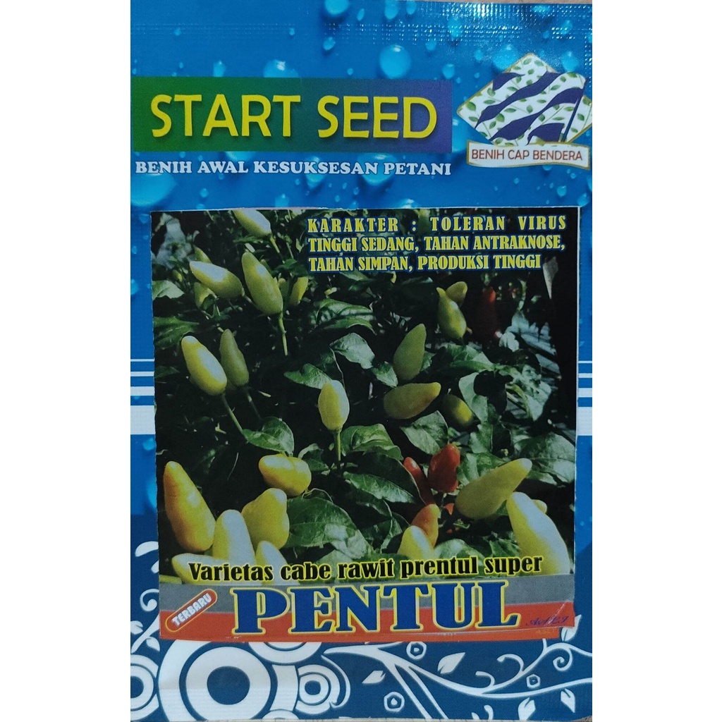 Jual Benih Rawit Prentul super Generasi Terbaru PENTUL TAHAN ANTRAKNOSE ...