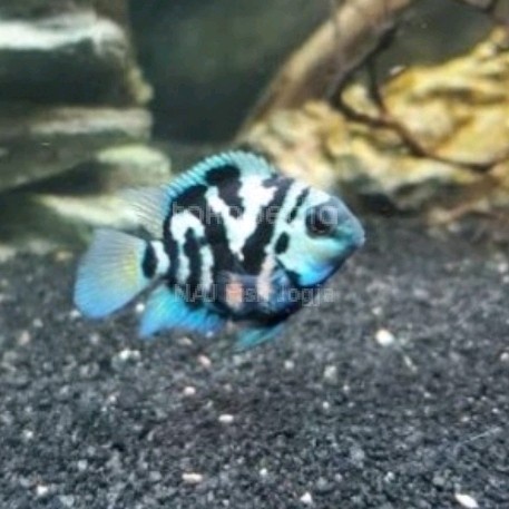 Jual Ikan Blue Pollar Parrot Cakep Penghias Aquarium Aquascape Gojek ...