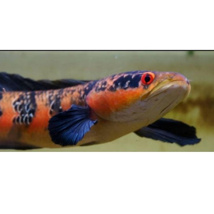 Jual Original Baby chana Red Barito 2-3cm gas !! | Shopee Indonesia