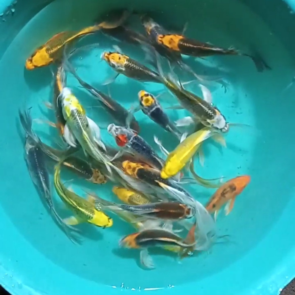 Jual ikan koi metalic slayer/kumpay slayer isi 5 ukuran 7-8 cm | Shopee ...
