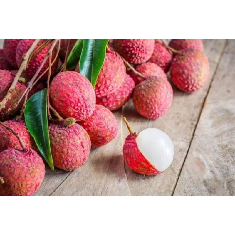 Jual bibit leci merah cepat berbuah | Shopee Indonesia