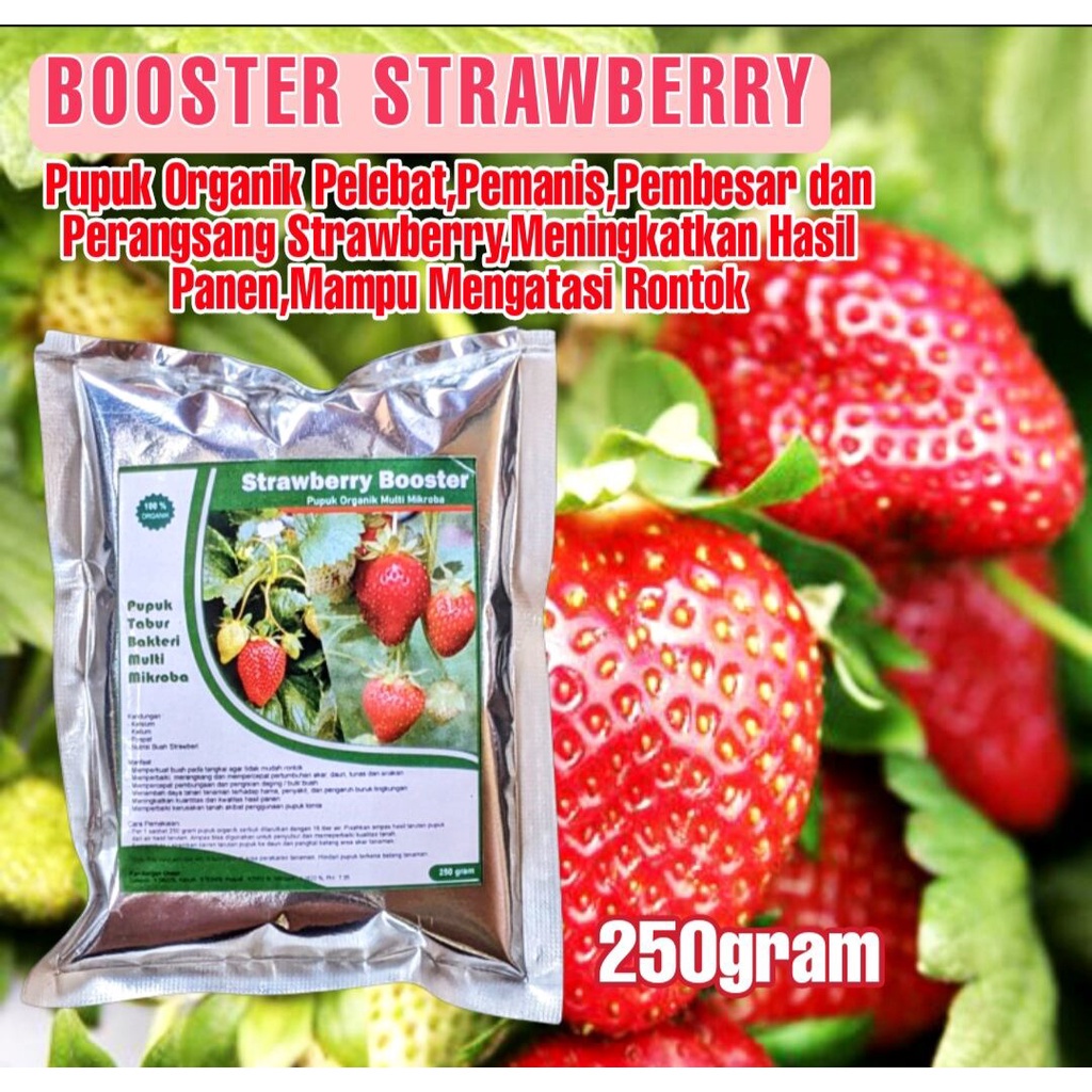 Jual Pupuk Strawberry Pelebat buah Booster Organik Tanaman bibit Stoberi jumbo korea manis Anti ...