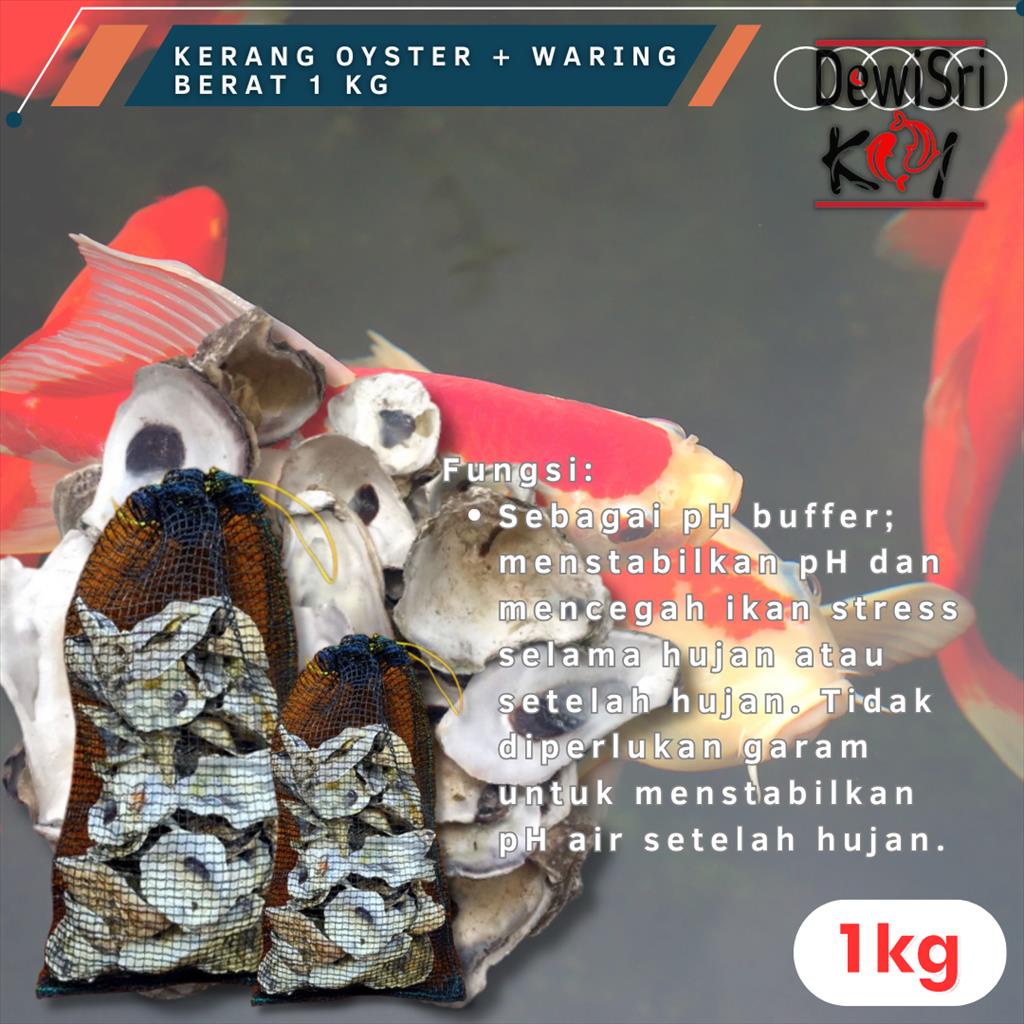 Jual Oyster Shell Cangkang Kerang Tiram 1Kg BONUS Kantung Waring Media Filter Air PH Kolam Ikan ...