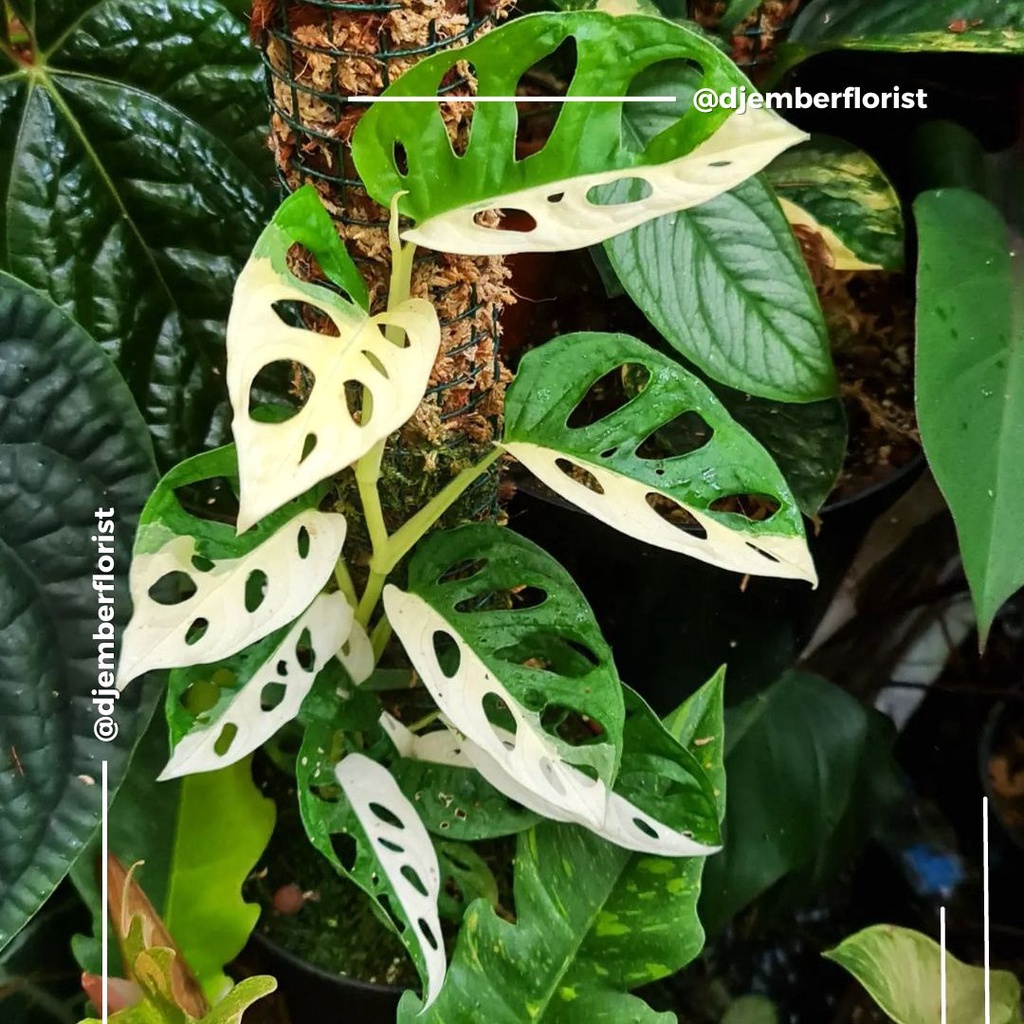 Jual JANDA BOLONG VARIGATA - MONSTERA VARIEGATA ADANSONII ACUMINATA ...