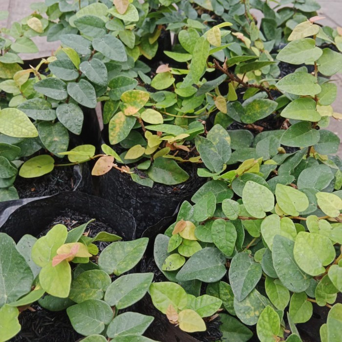 Jual tanaman dolar rambat kecil, tanaman nempel di tembok, tanaman ...