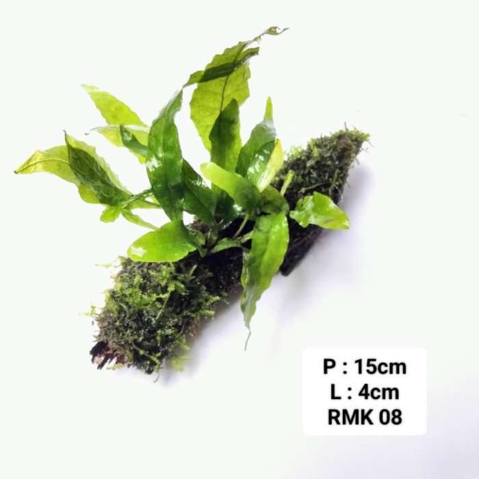 Jual PRODUK FRESH HARDSCAPE AQUASCAPE KAYU RENTEK KADAKA 2 | Drifwood ...