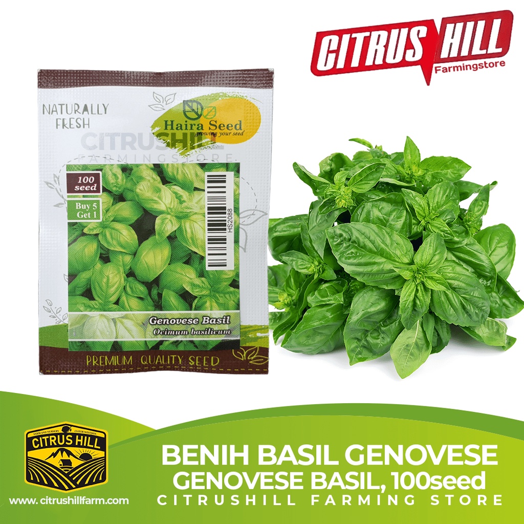 Jual Benih Kemangi - Bibit Basil Italian Large Leaf Organik (Haira Seed ...