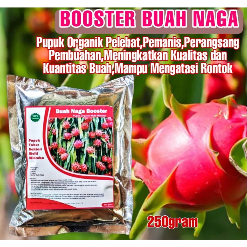 Jual Pupuk Organik Pelebat Buah Naga Ampuh dan Booster Perangsang Buah Naga Agar Cepat Berbuah ...
