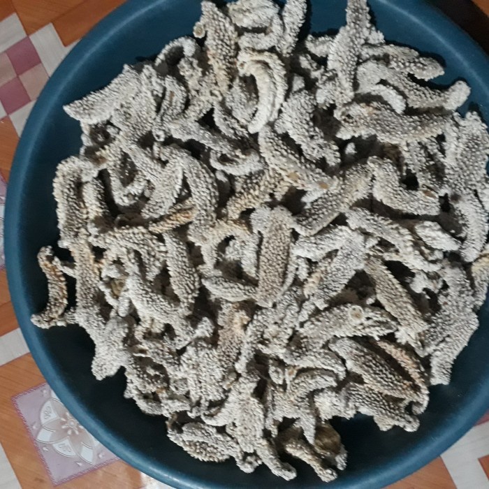 Jual TERIPANG DURI HAISOM QUALITY / TERIPANG LAUT / TERIPANG GAMAT ...