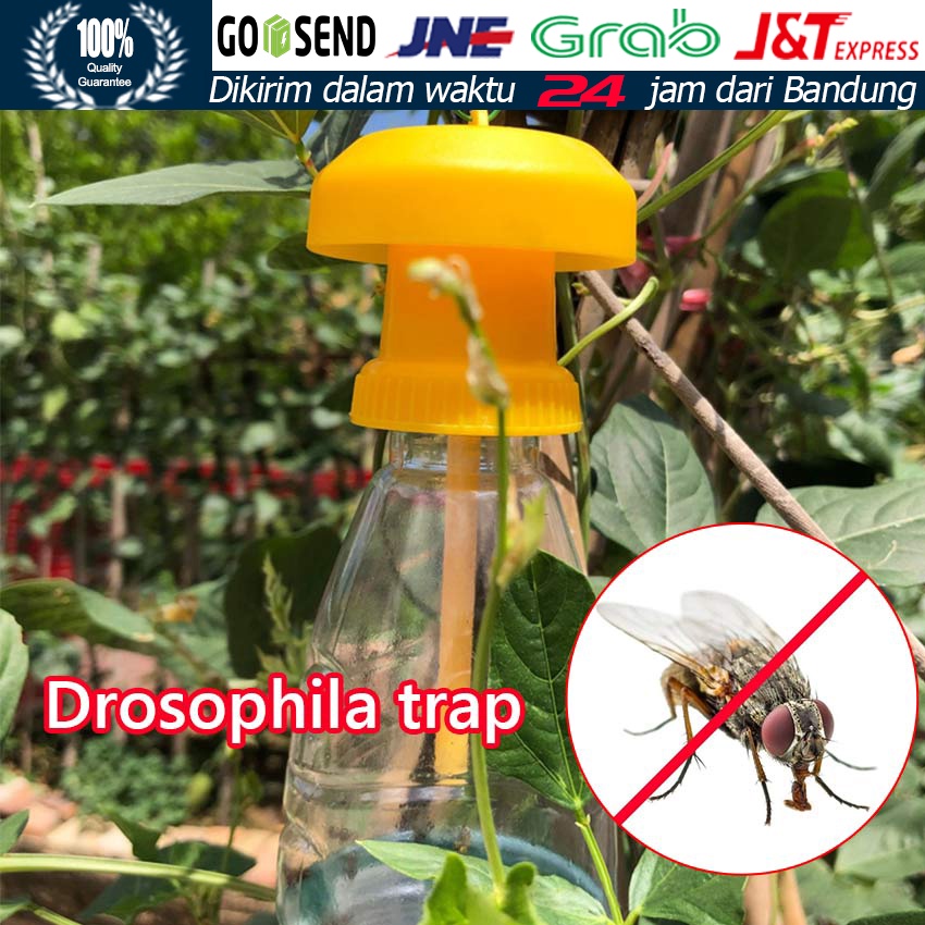 Jual Ukuran 6X6X2cm Perangkap Lalat Buah Drosophila Bahan Plastik Warna ...