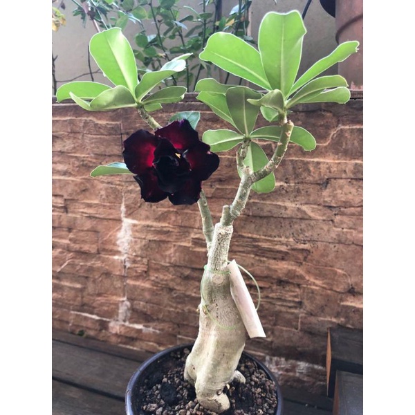 Jual Tanaman hias Adenium Black dragon / Hiasan taman bibit adenium ...