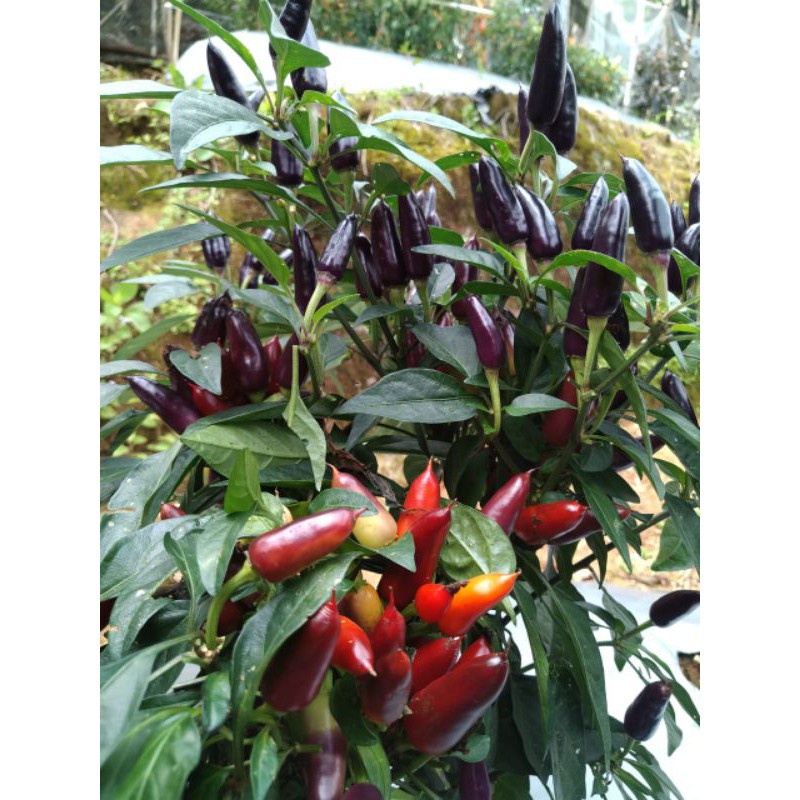 Jual 10 Bibit Cabe Hias Black Candle Light Benih Tanaman Cabai Hitam ...