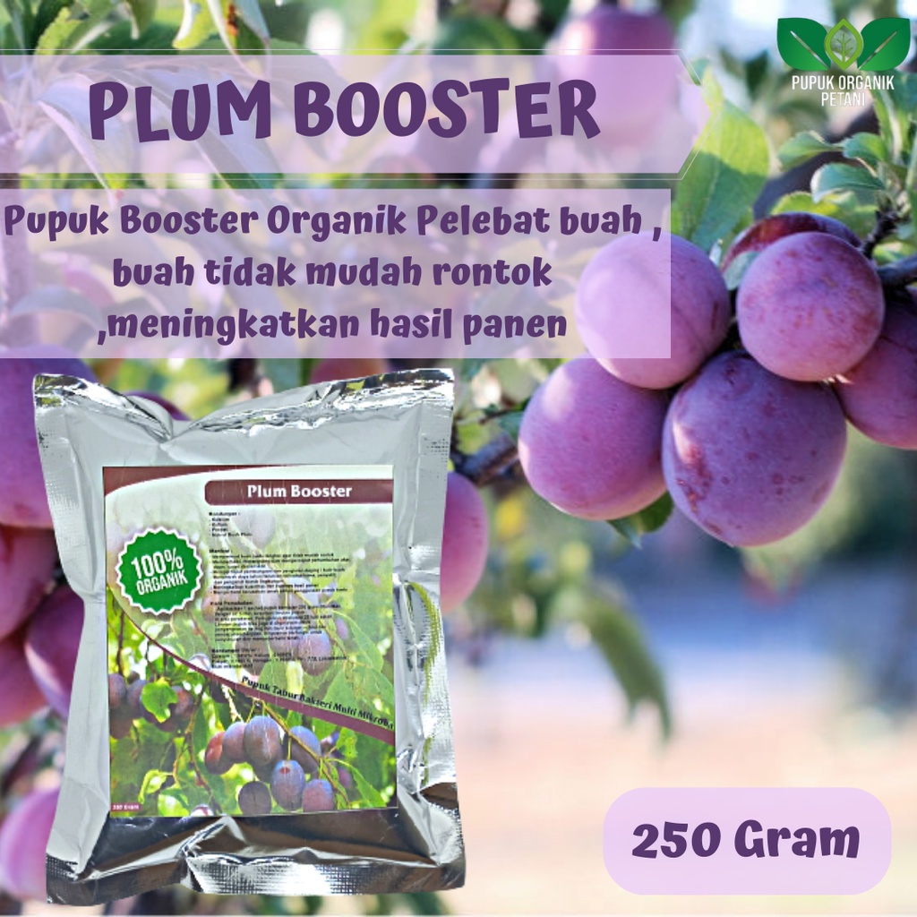Jual Pupuk organik booster perangsang dan pelebat buah plum agar cepat berbuah dan tidak mudah ...