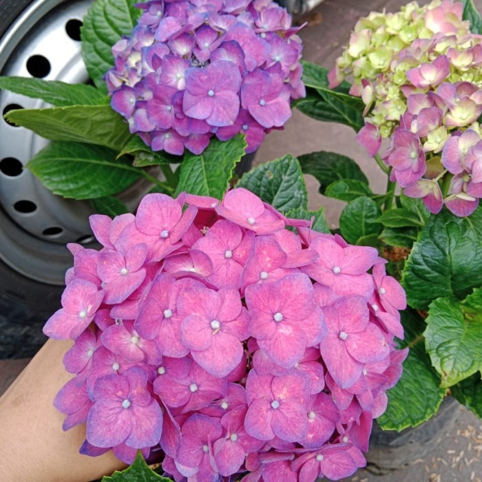 Jual bunga bokor import, bokor ungu, bokor pink, foto asli, tanaman ...
