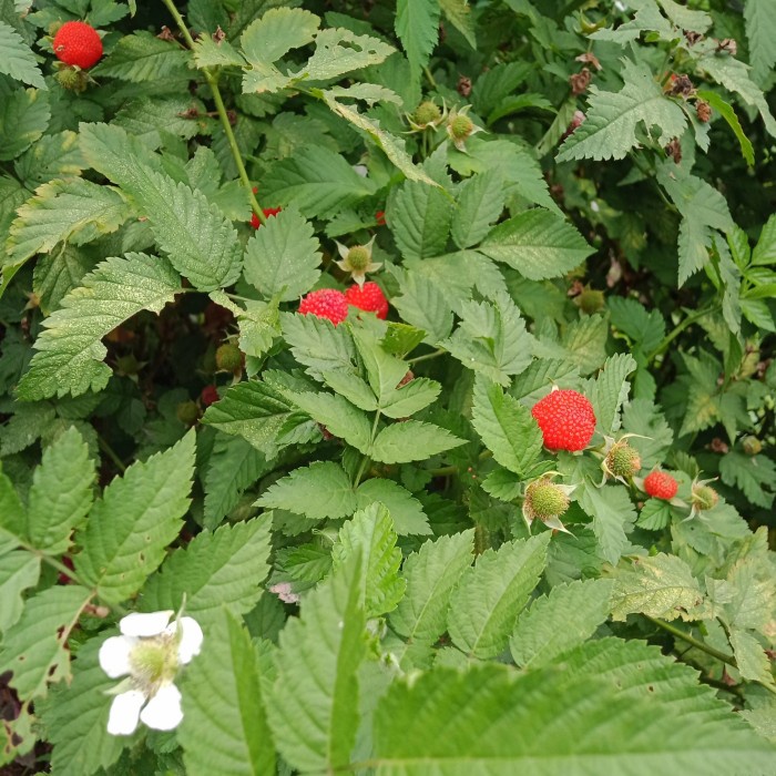 Jual Bibit Tanaman Raspberry - Pohon Buah Raspberry - Buah Arbei ...