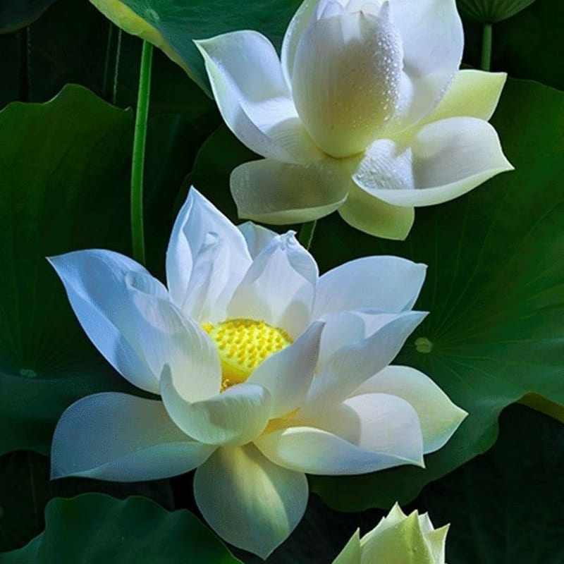 Jual Tanaman Hias Aquascape Lotus Air Bunga Putih Nelumbo nucifera ...