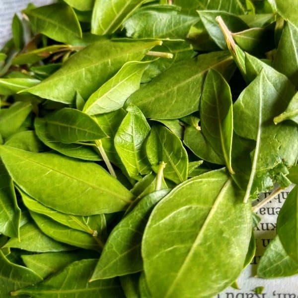 Jual [Ready Stock] Daun Inai Henna Lawsonia Inermis Pacar Pewarna Kuku ...