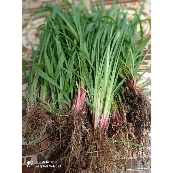 Jual bibit benih rumput setaria pakan ternak 1kg terbaik dijamin hidup ...
