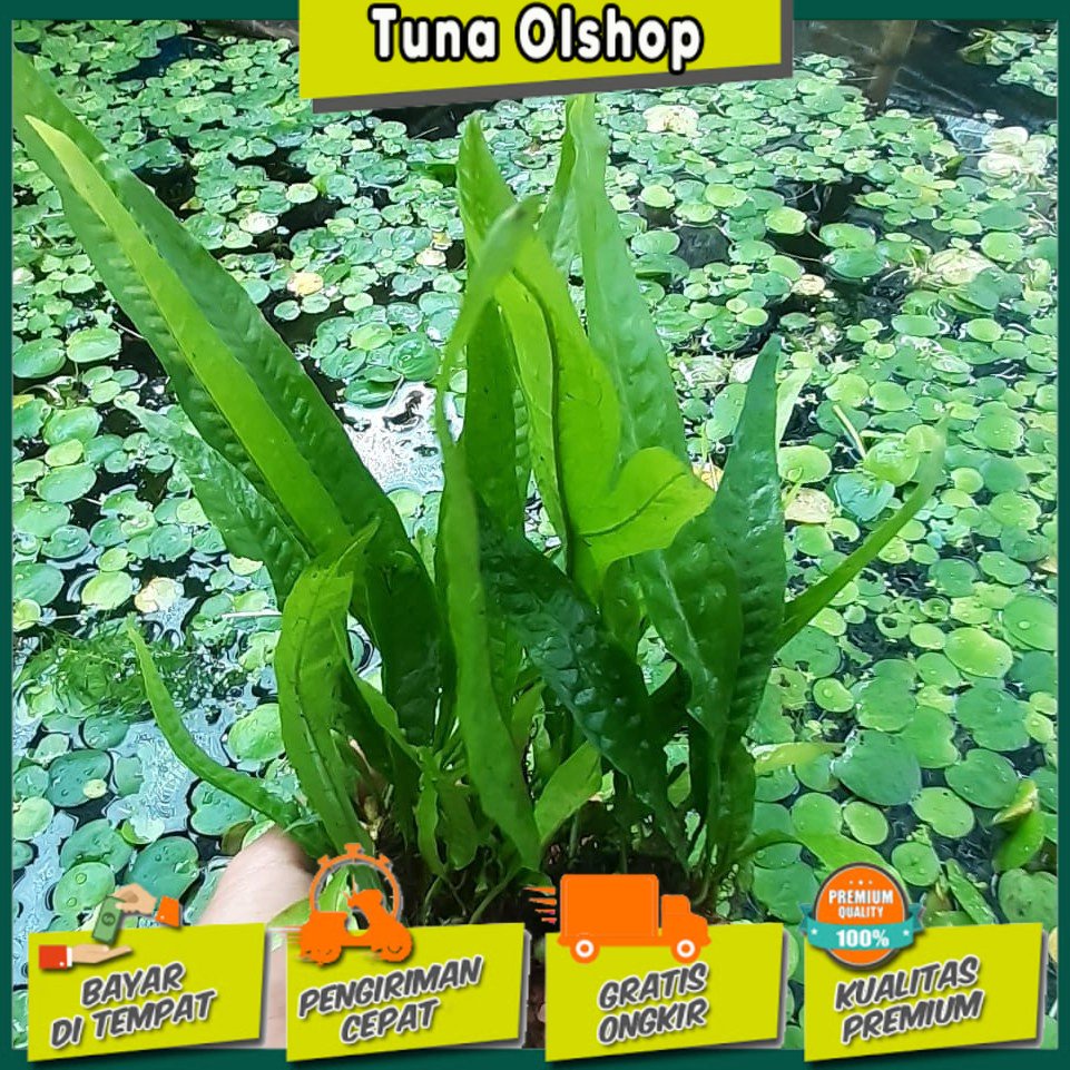 Jual Kadaka Super Tanaman Aquascape | Java fern Tanaman Hidup Air ...