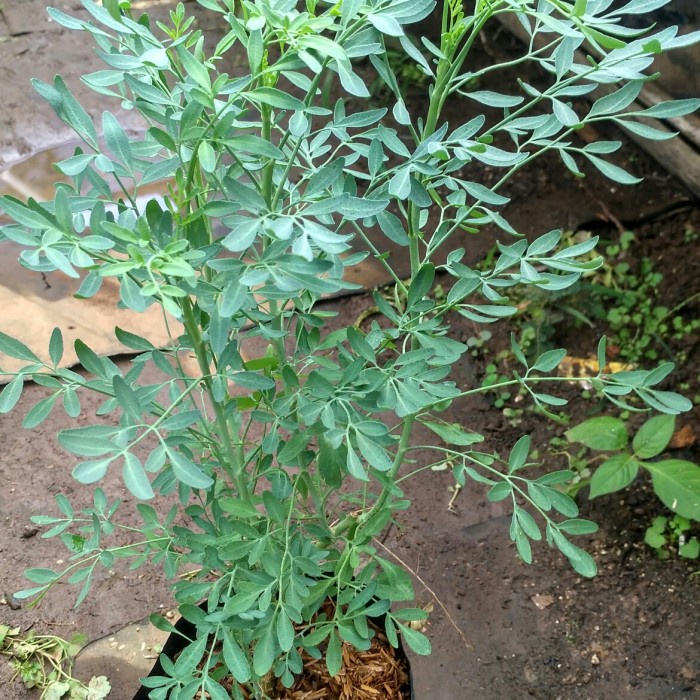 Jual Bibit Inggu Tanaman Inggu - Daun Inggu Caocao Ruta Angustifolia ...