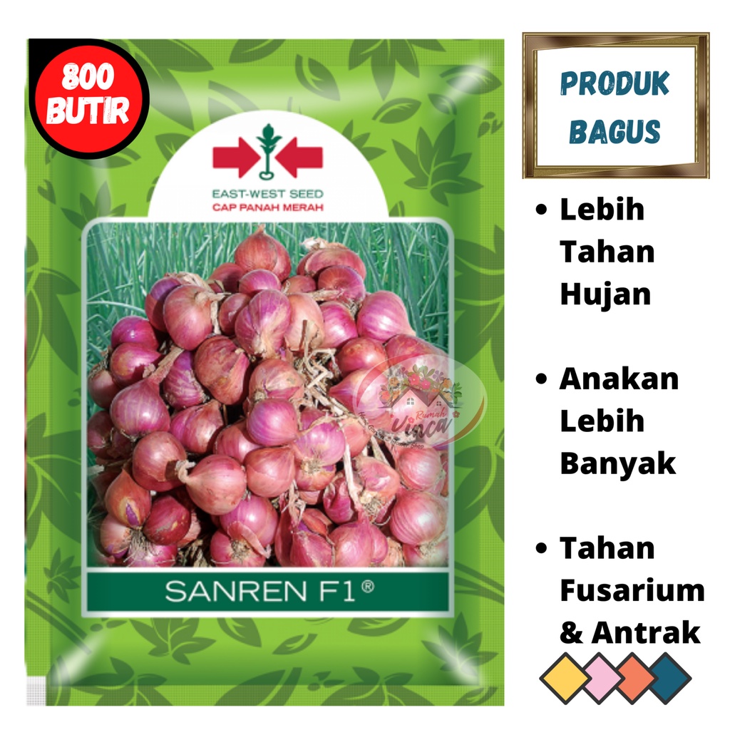 Jual Benih Biji Bibit Bawang Merah dari Biji SANREN F1 800butir TSS ...