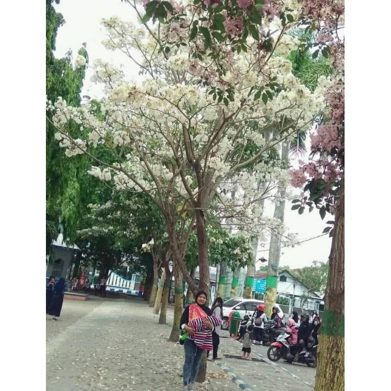Jual BIBIT BUNGA TABEBUYA PUTIH (Tabebuya Roseo-alba ) - pohon sakurany ...