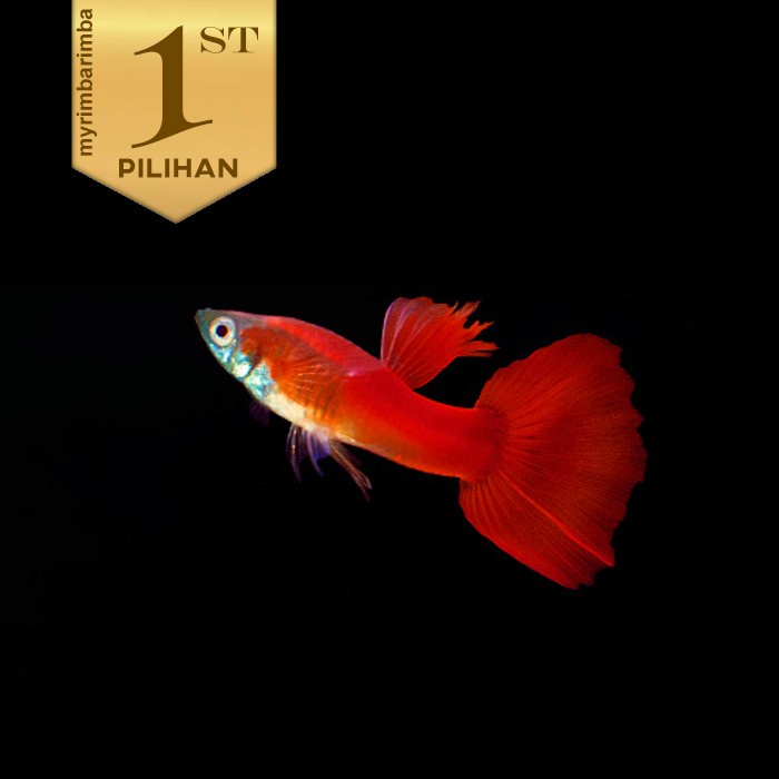 Jual Guppy AFR Albino Full Red Ikan Hias Aquascape Hiasan Aquarium Tanaman | Shopee Indonesia