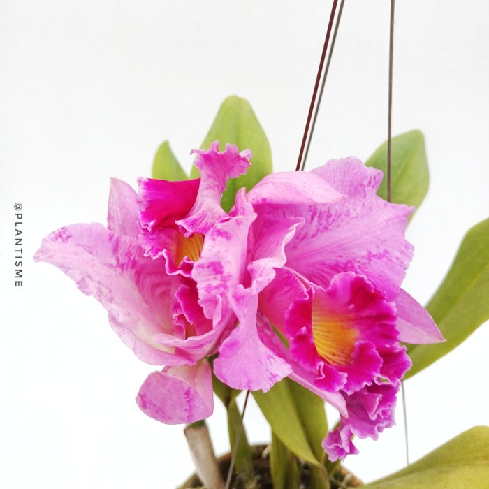 Jual Labiata Crimson Cattleya Orchid Tanaman Bunga Anggrek | Shopee ...