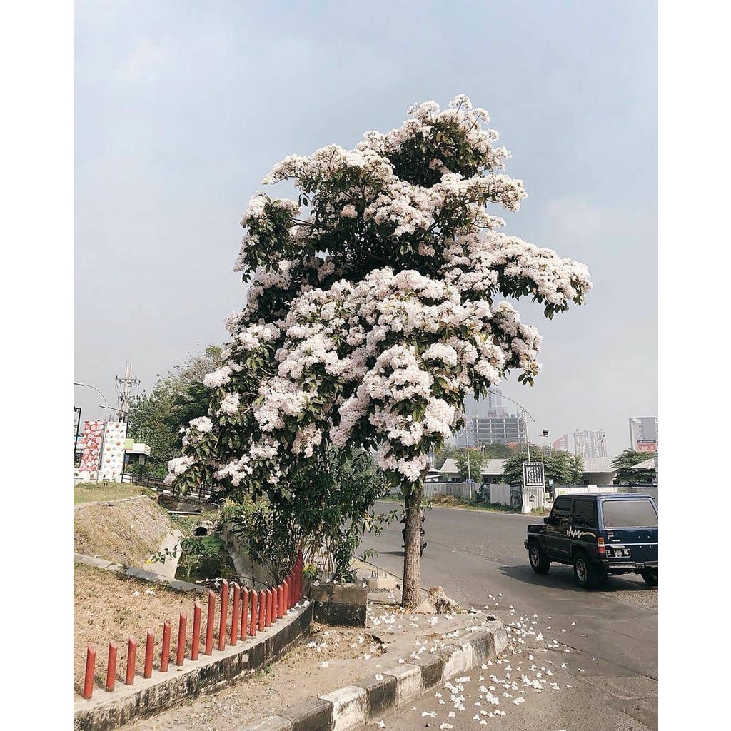 Jual BIBIT BUNGA TABEBUYA PUTIH (Tabebuia chrysotrichus) - BakulKembang ...