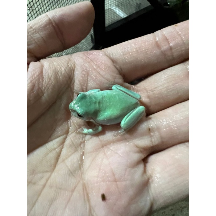 Jual Blue Dumpy Tree Frog / Australian White Tree Frog - Litoria Caerulea | Shopee Indonesia