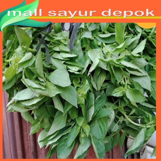 Jual Daun Kemangi Daun Poh Pohan | Shopee Indonesia