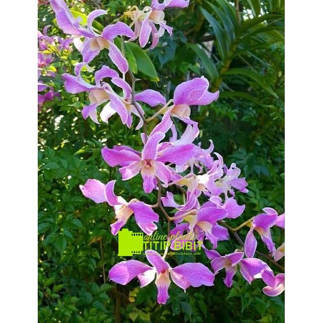 Jual anggrek spesies dendrobium superbien - FloristaJavanica | Shopee ...