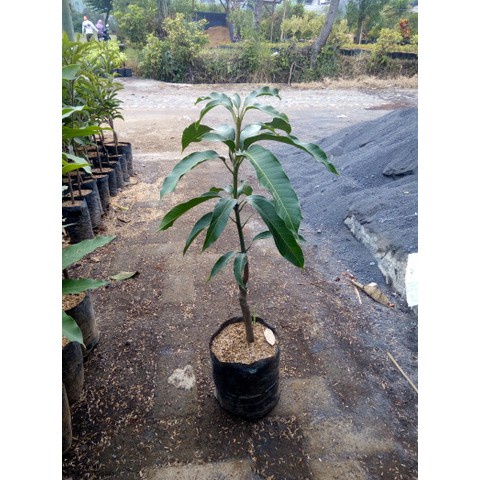 Jual mangga apel (Mangifera indica)bibit tanaman hias buah tambulampot ...