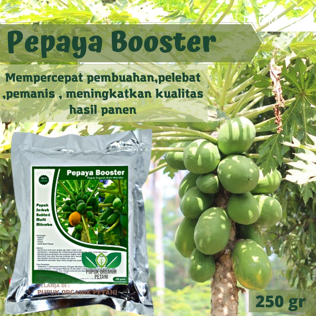 Jual Pupuk Pepaya Organik Booster agar cepat berbuah Pelebat Pepaya dan Perangsang Buah Pepaya ...